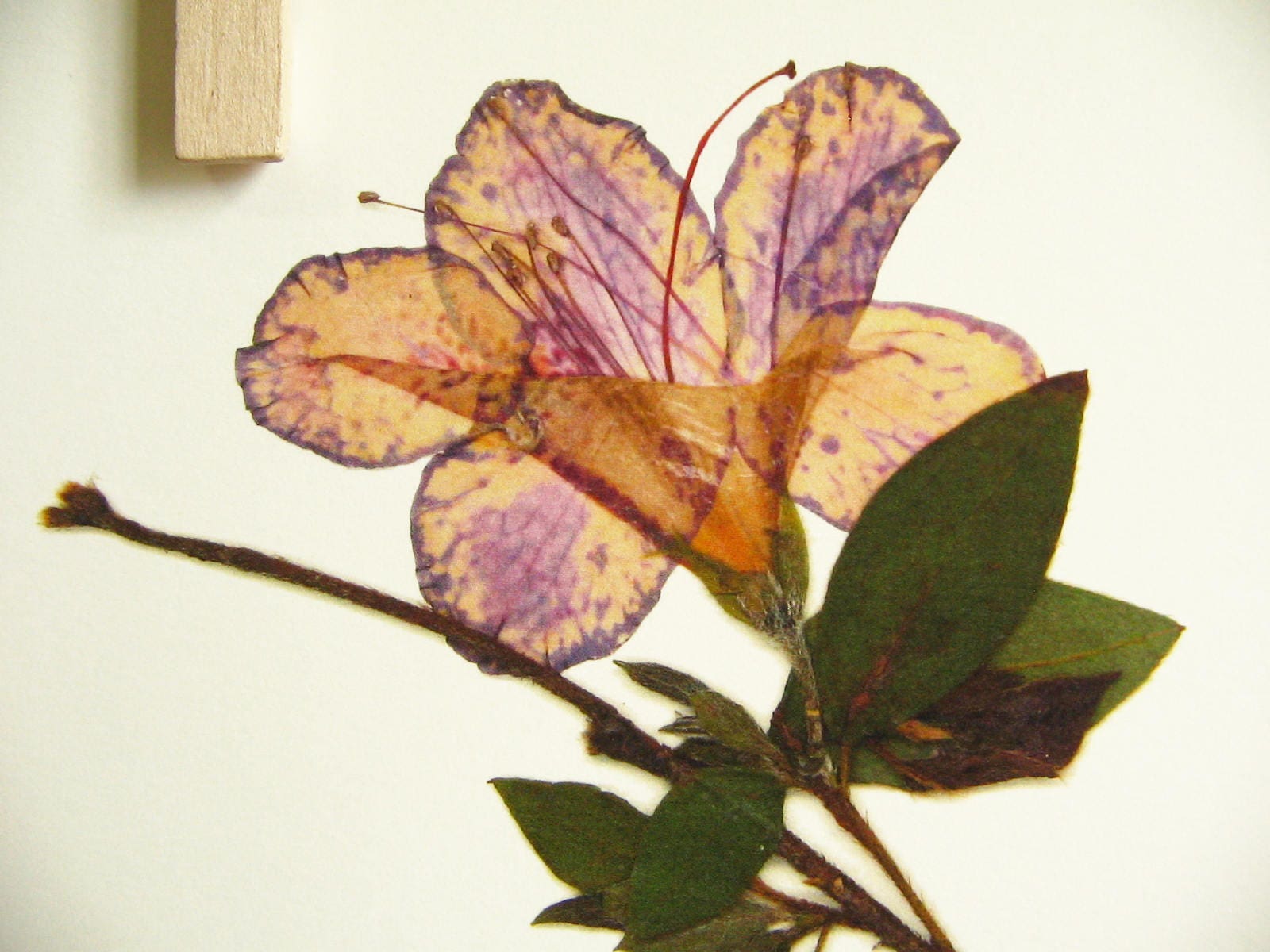 Azalea Print Dried Flower Art Botanical Wall Art Pressed | Etsy