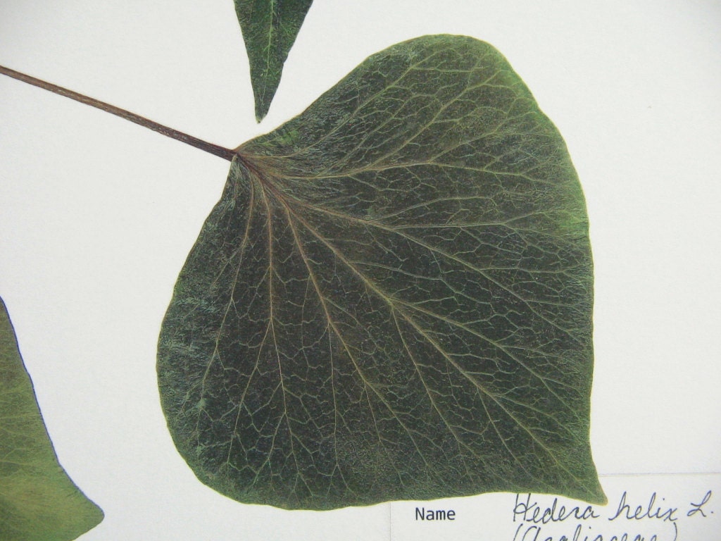 English Ivy Botanical Print; Print of Original, Herbarium Specimen ...