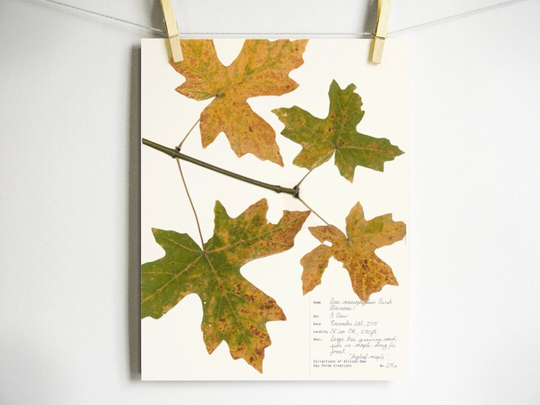 Bigleaf Maple Print; Pressed Leaves Fall Maple Leaves Pressed Plant Art ...