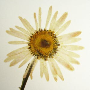 Daisy Print; White Farmhouse Décor White Daisy Art Summer Home Decor ...