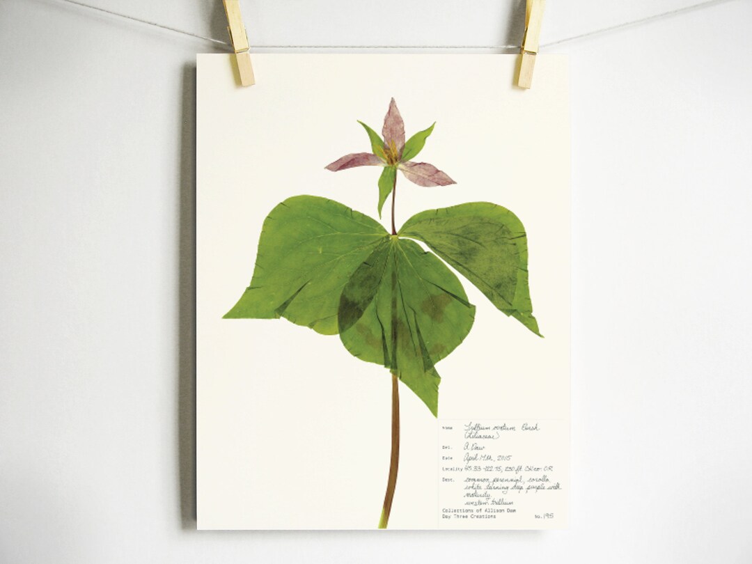 Western Trillium Print; Botanical Print Green Purple Pressed Flower Art ...