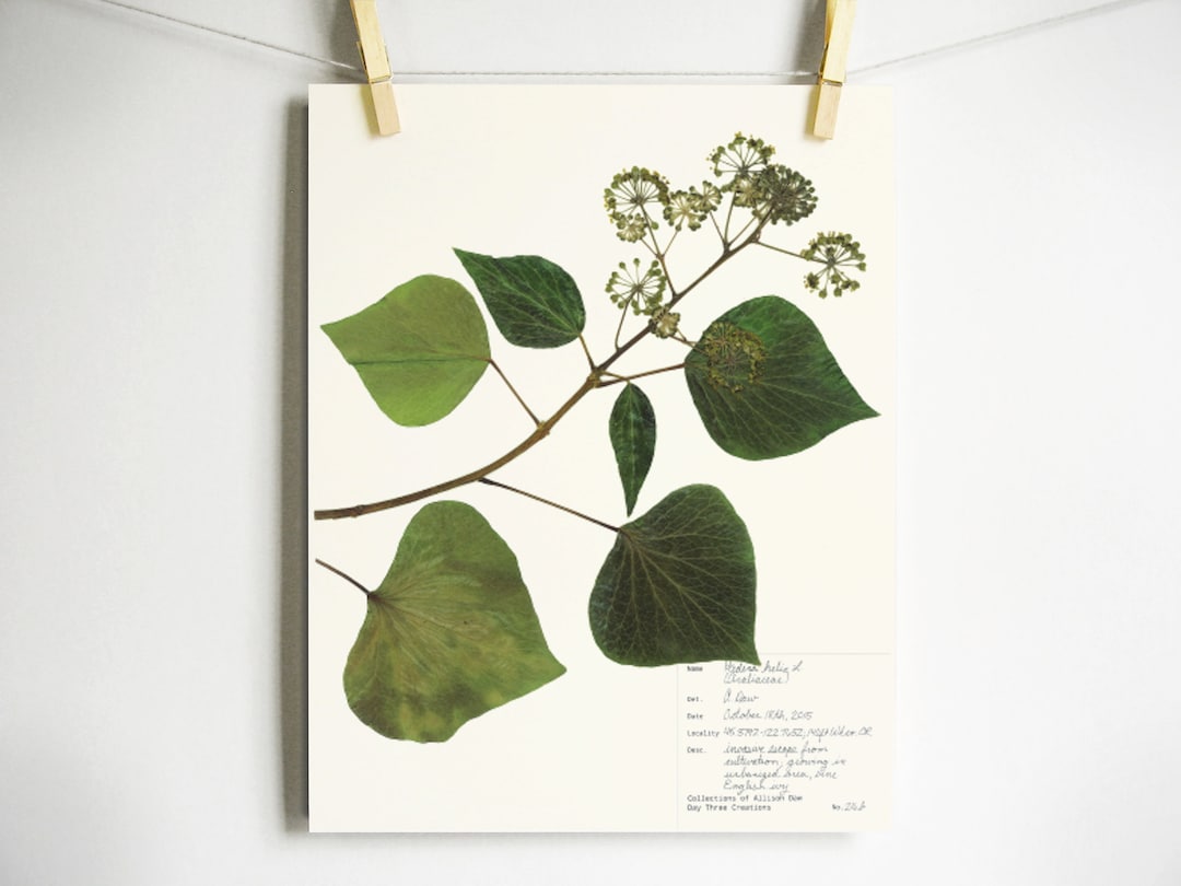 English Ivy Botanical Print; Print of Original, Herbarium Specimen ...