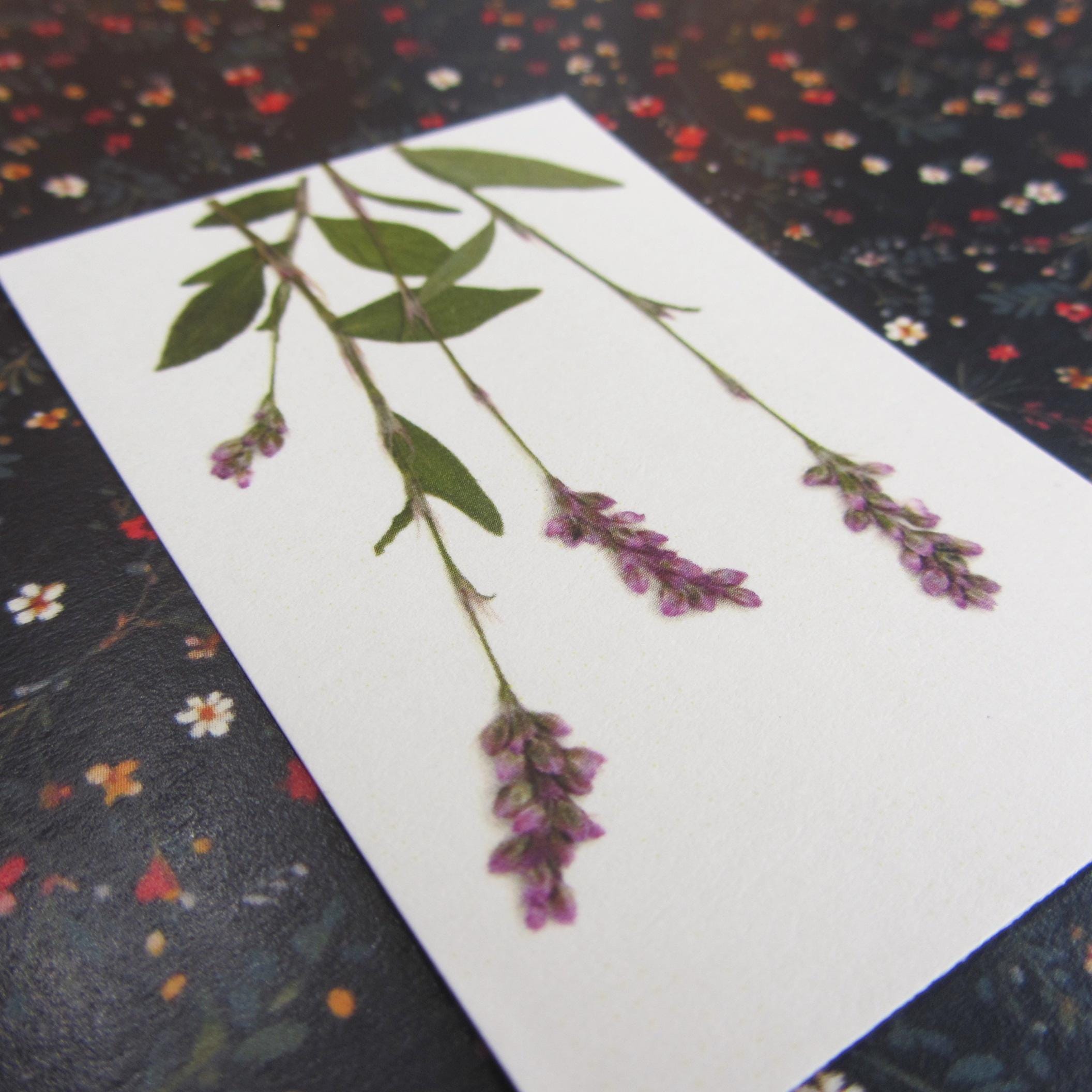Mini Pressed Flower Artwork 2x3 Inch Print of Daisy Geranium Dianthus ...