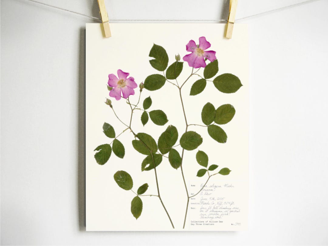 Wild Rose Print; Pink Pressed Flower Botanical Art - Etsy