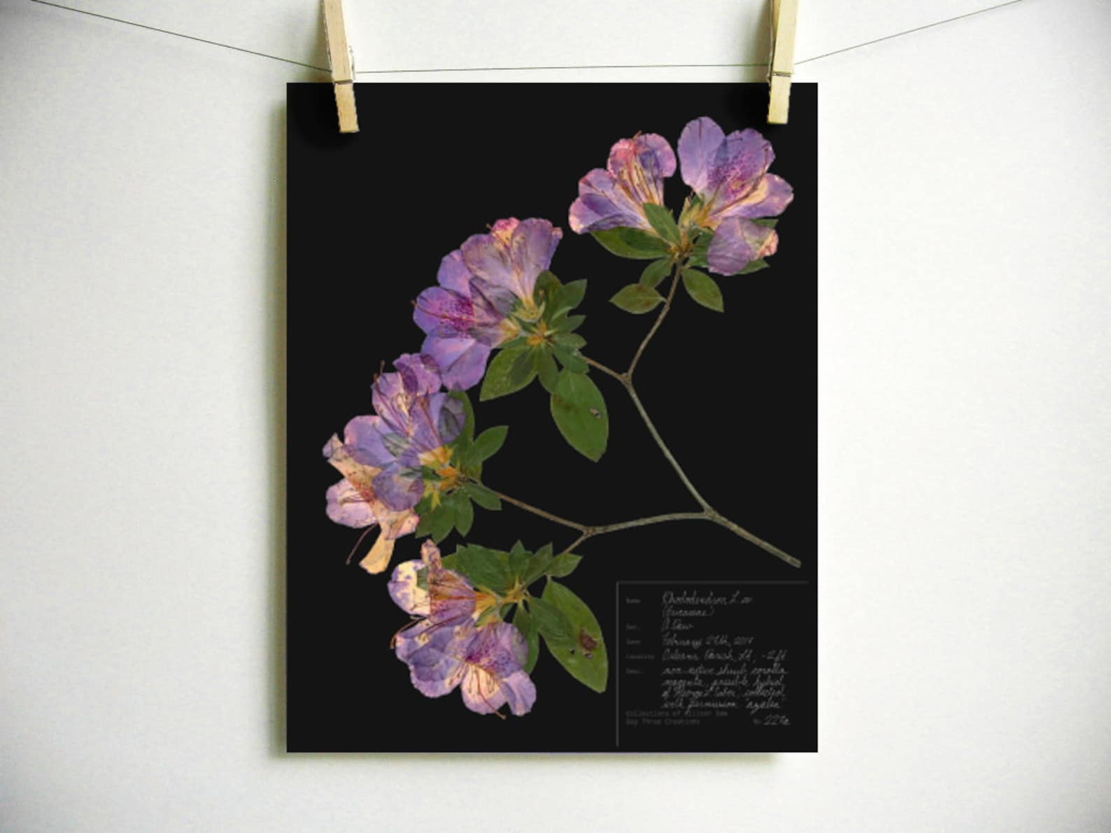 Azalea Print Pressed Plant Art Modern Decor Botanical Print | Etsy