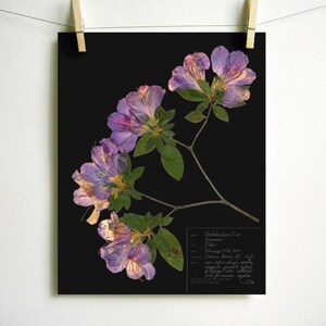 Azalea Print; Pressed Plant Art Modern Decor Botanical Print Pressed ...