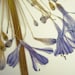 Agapanthus Print Set of 2 Purple Flower Art Pressed Plant Décor ...