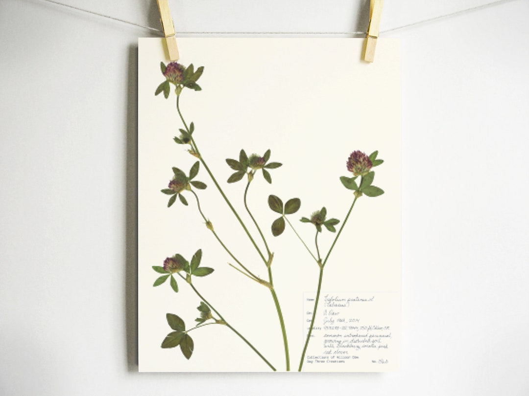 Red Clover Print; Print of Original Herbarium Specimen Pressed ...