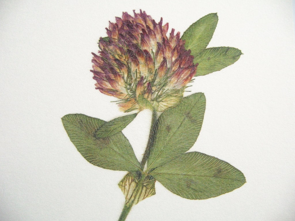 Red Clover Print Print of Original Herbarium Specimen Pressed | Etsy