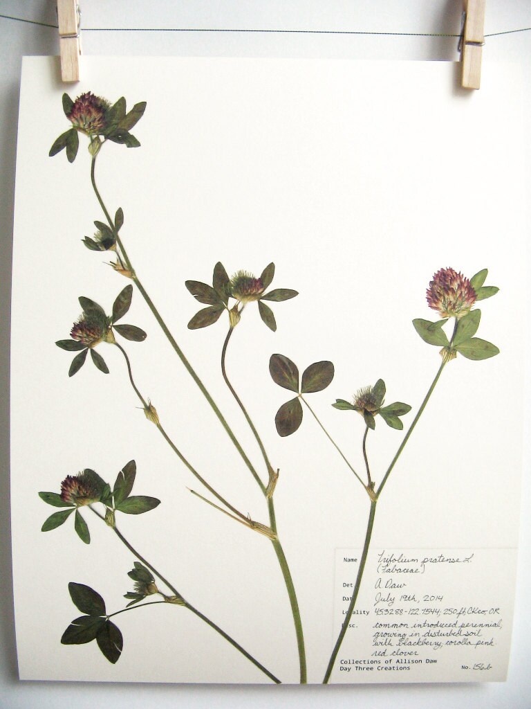 Red Clover Print Print of Original Herbarium Specimen Pressed | Etsy