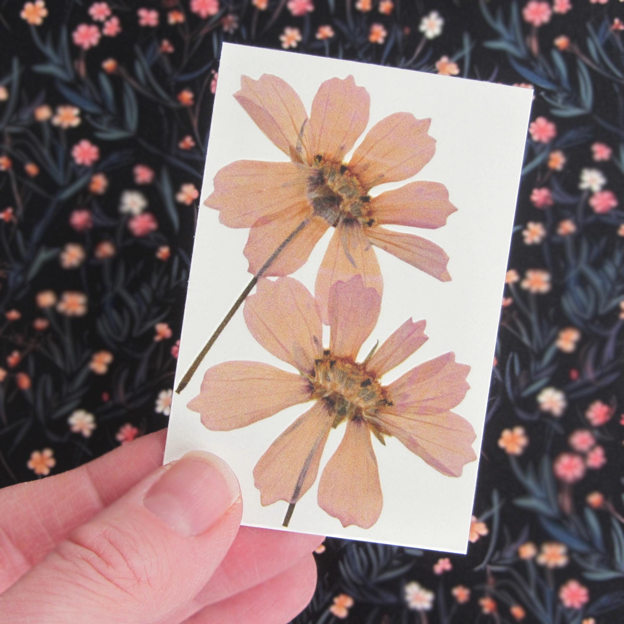 Mini Pressed Flower Artwork 2x3 Inch Print of Daisy Geranium Dianthus ...