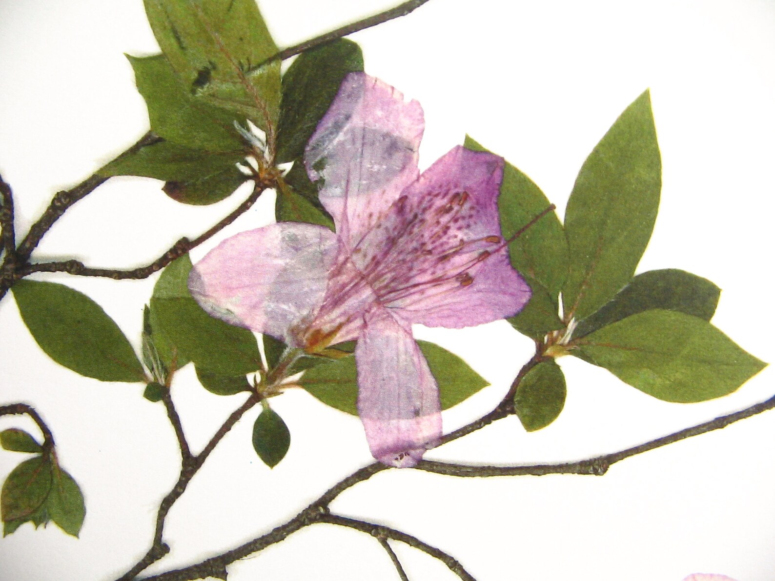 Azalea Print Pressed Flower Decor Pink and Green Wall Art | Etsy