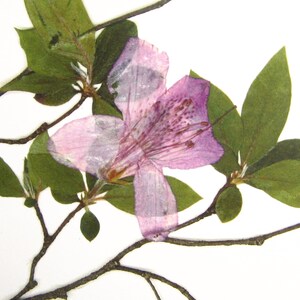 Azalea Print; Pressed Flower Decor Pink and Green Wall Art Southern ...