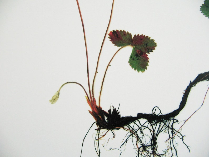 Woodland Strawberry Print; Wild Strawberry Fragaria Herbarium Specimen ...