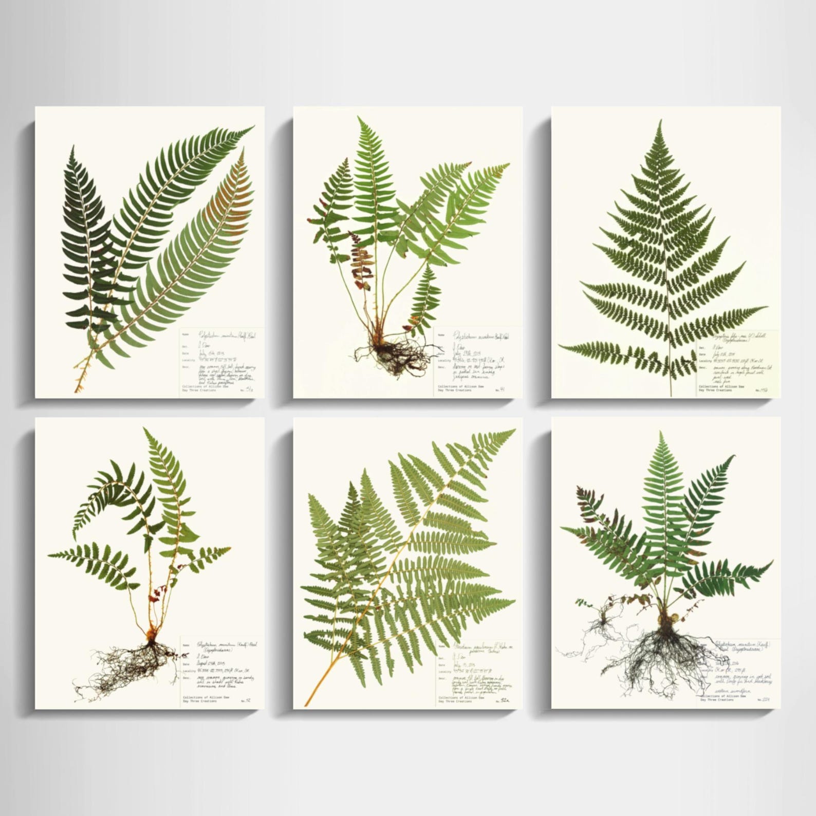 Fern Print Set of 6; Pressed Fern Gallery Wall Scientific Decor for ...
