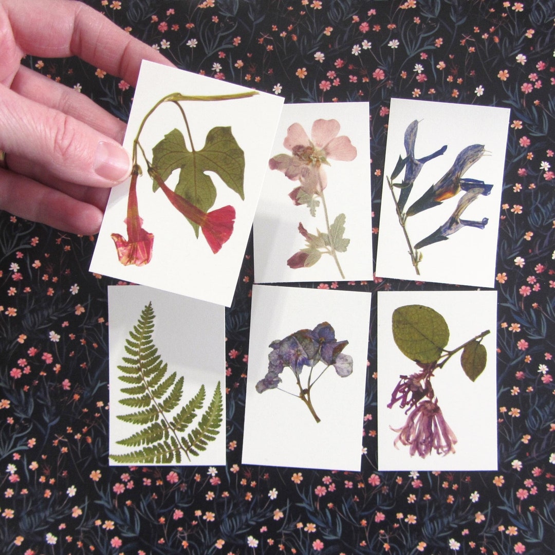 Mini Pressed Plant Artwork 2x3 Inch Print of Red Morning Glory Blue ...