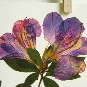 Azalea Print; Pressed Plant Art Modern Decor Botanical Print Pressed ...