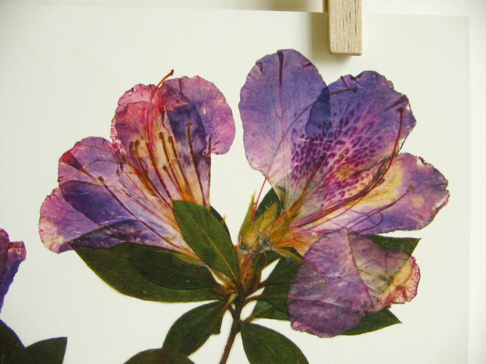 Azalea Print Pressed Plant Art Modern Decor Botanical Print | Etsy