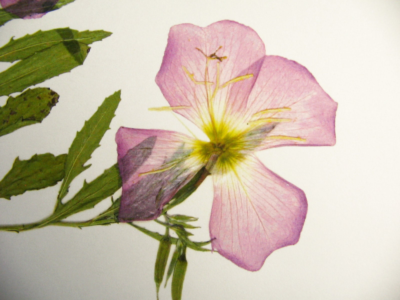 Primrose Print; Nursery Wall Art Purple Flower Art Pressed Botanical ...