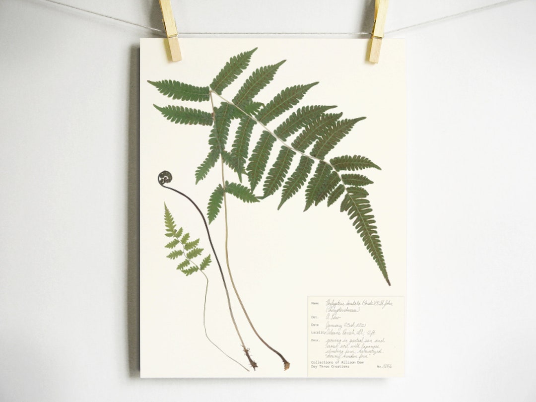 Maiden Fern Print; Pressed Fern Herbarium Print Botanical Décor Nature ...