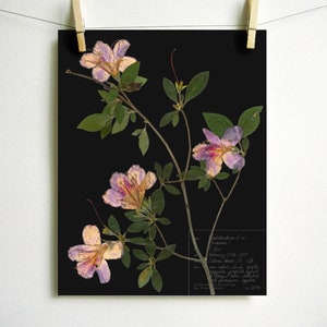 Azalea Print; Dried Flower Art Botanical Wall Art Pressed Flowers Art ...