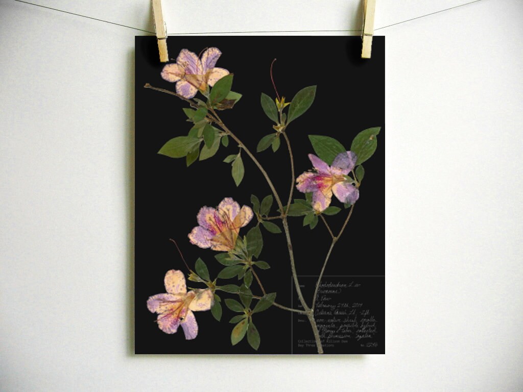 Azalea Print Dried Flower Art Botanical Wall Art Pressed | Etsy