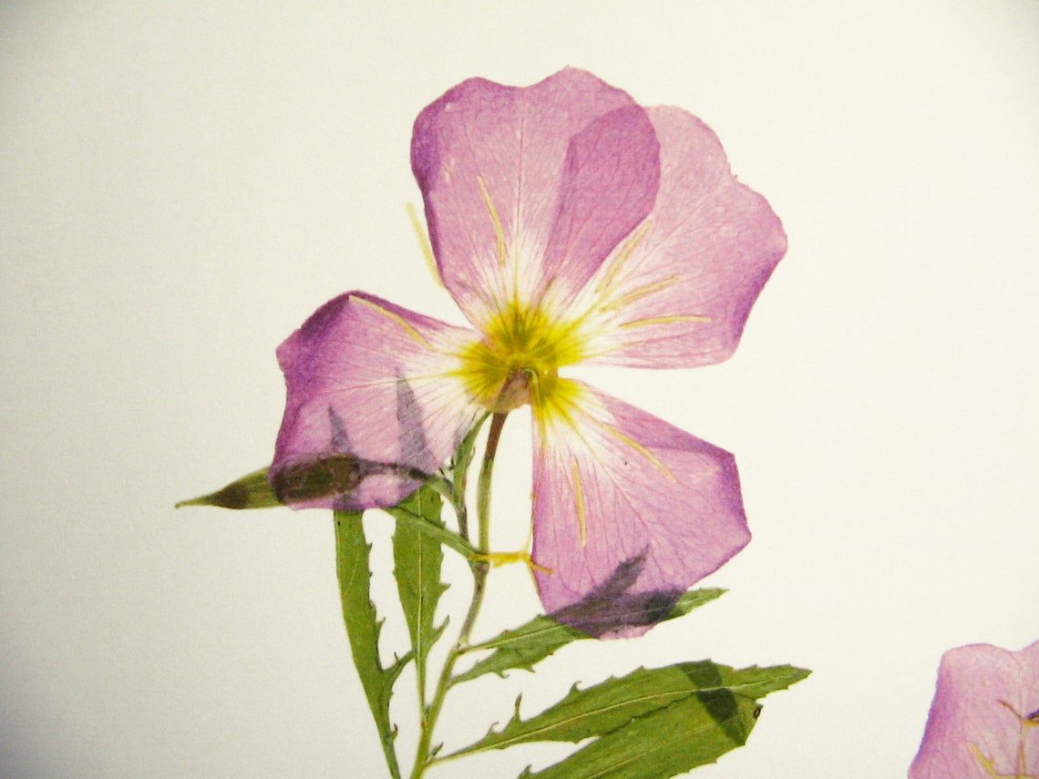 Primrose Print; Nursery Wall Art Purple Flower Art Pressed Botanical ...