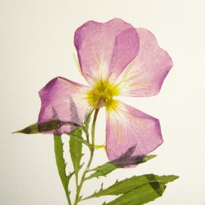 Primrose Print; Nursery Wall Art Purple Flower Art Pressed Botanical ...