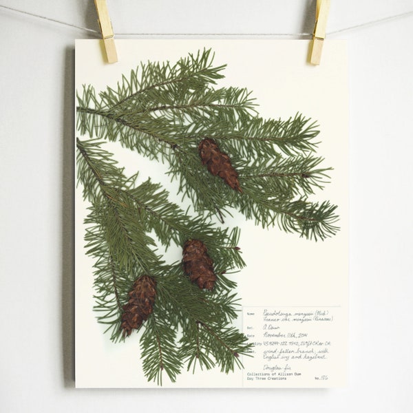 Fir Tree Print - Etsy