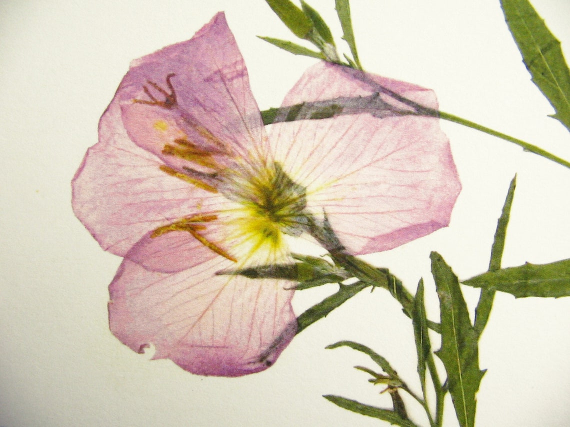 Evening Primrose Print farmhouse botanical nursery décor for | Etsy