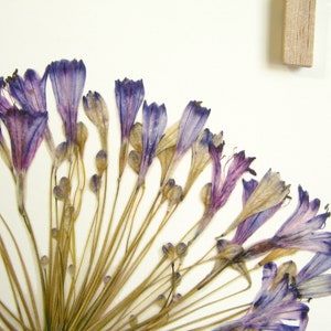 Agapanthus Print Set of 2; Purple Flower Art Pressed Plant Décor ...