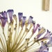 Agapanthus Print Set of 2 Purple Flower Art Pressed Plant Décor ...
