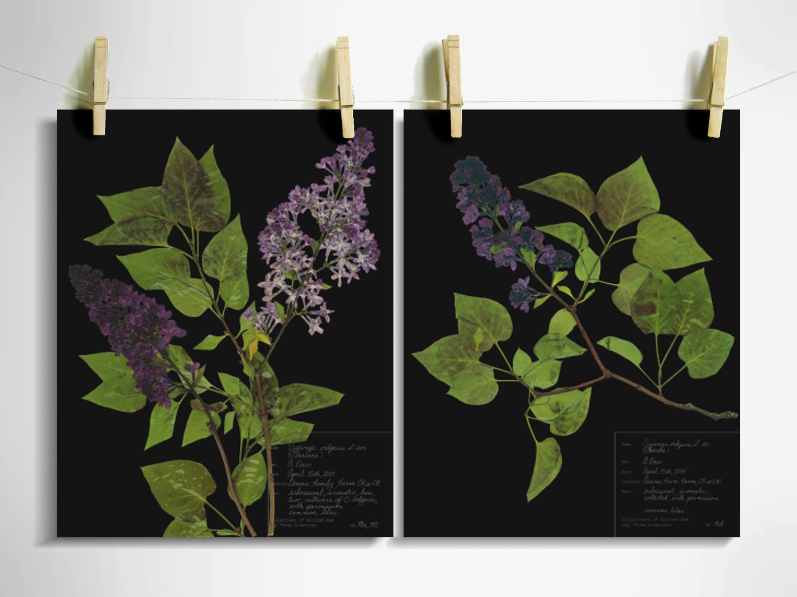 Lilac Print Set; Pressed Plant Art Purple Flower Home Décor Scientific ...
