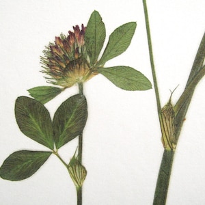 Print Set of Red Clover Pressed Botanicals, Original Herbarium Specimen ...