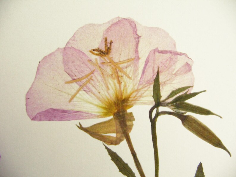 Evening Primrose Print Plant Art Pressed Flower Print Floral - Etsy