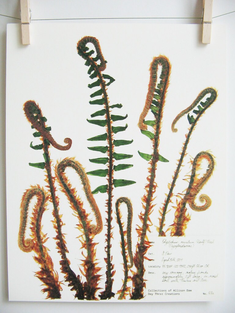 Western Sword Fern Fiddlehead Print Herbarium Pecimen Art - Etsy