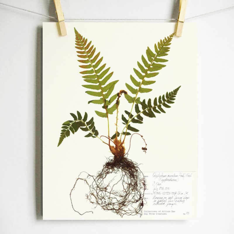 Fiddlehead Ferns - Etsy