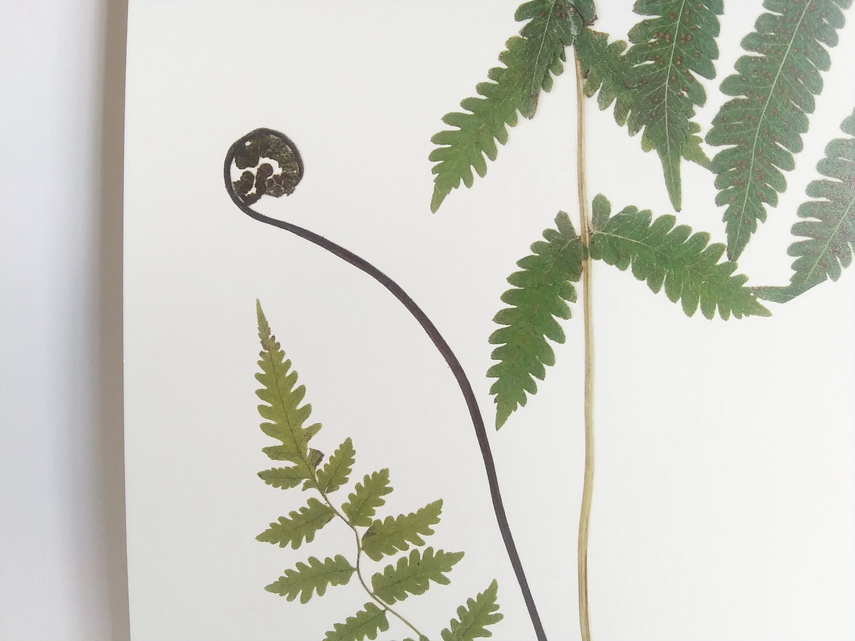 Maiden Fern Print Pressed Fern Herbarium Print Botanical - Etsy UK