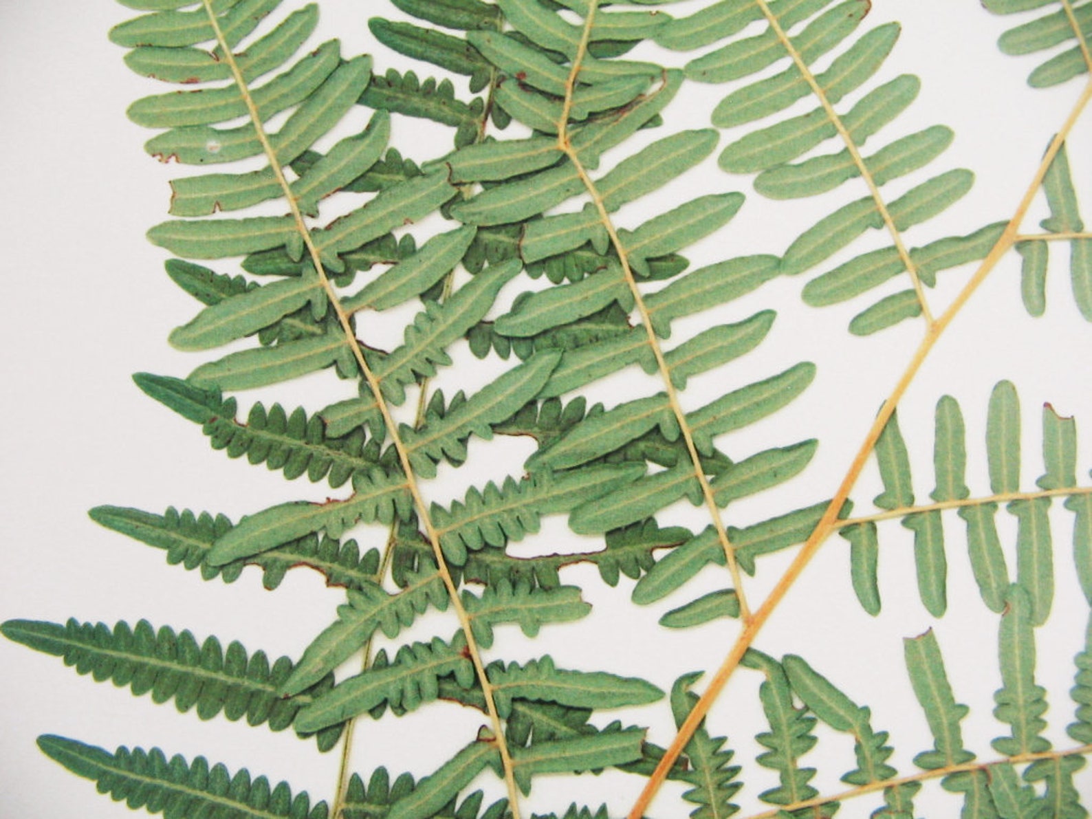 Fern Print Set of 6 Pressed Fern Gallery Wall Scientific | Etsy