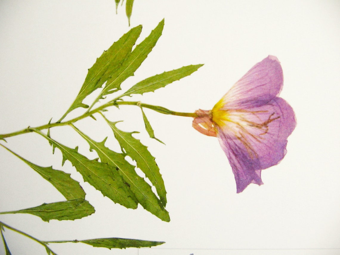 Primrose Print; Nursery Wall Art Purple Flower Art Pressed Botanical ...