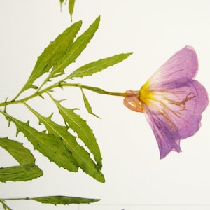 Primrose Print; Nursery Wall Art Purple Flower Art Pressed Botanical ...