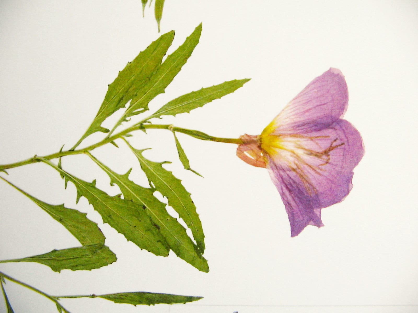 Primrose Print; Nursery Wall Art Purple Flower Art Pressed Botanical ...