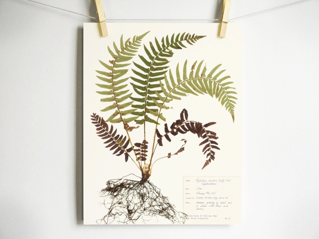 Fern Print; Pressed Fern Art Botanical Art Inspired by Nature Print ...