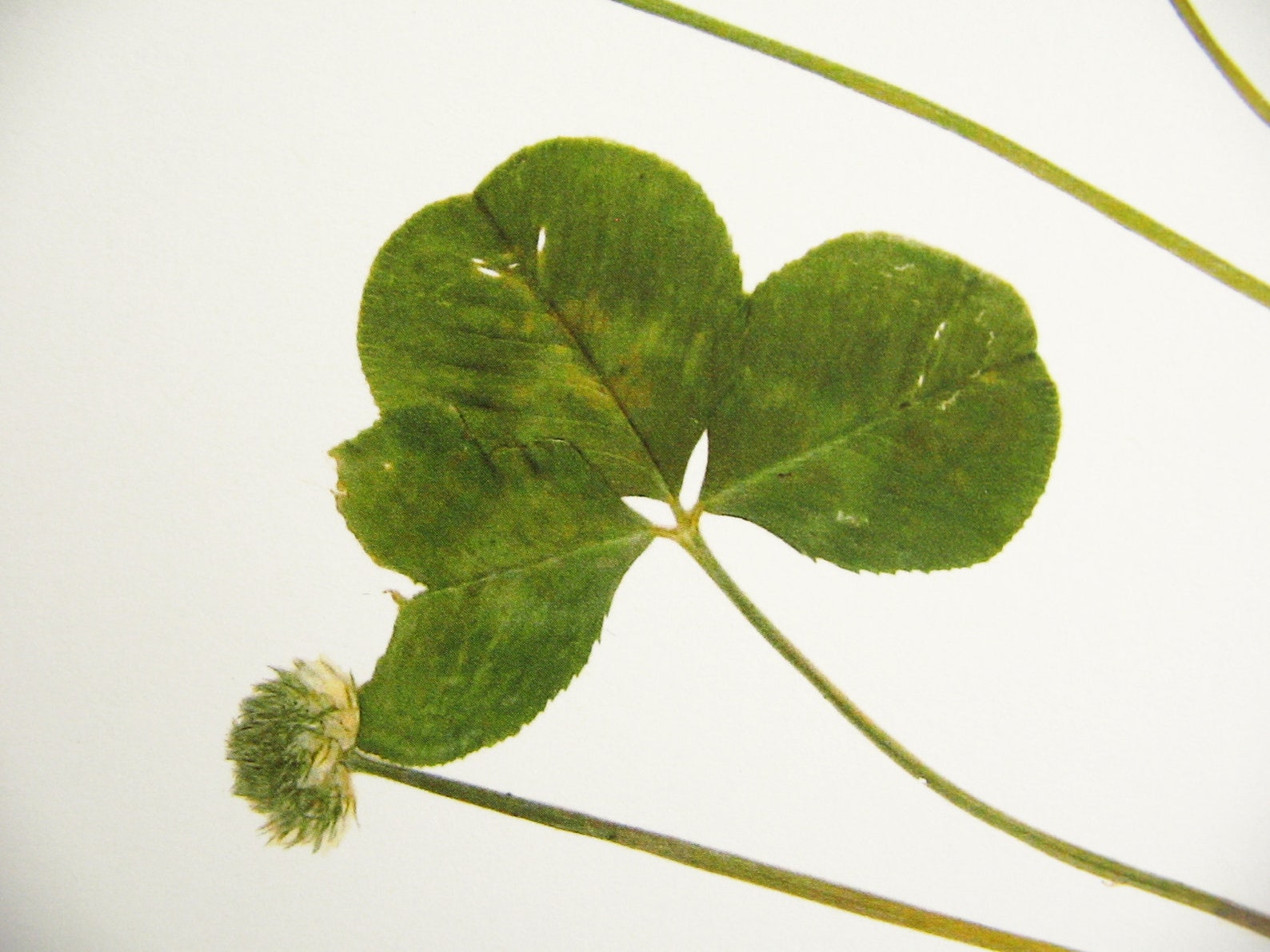 Double Four Leaf Clover Print Pressed Clover Herbarium Print - Etsy
