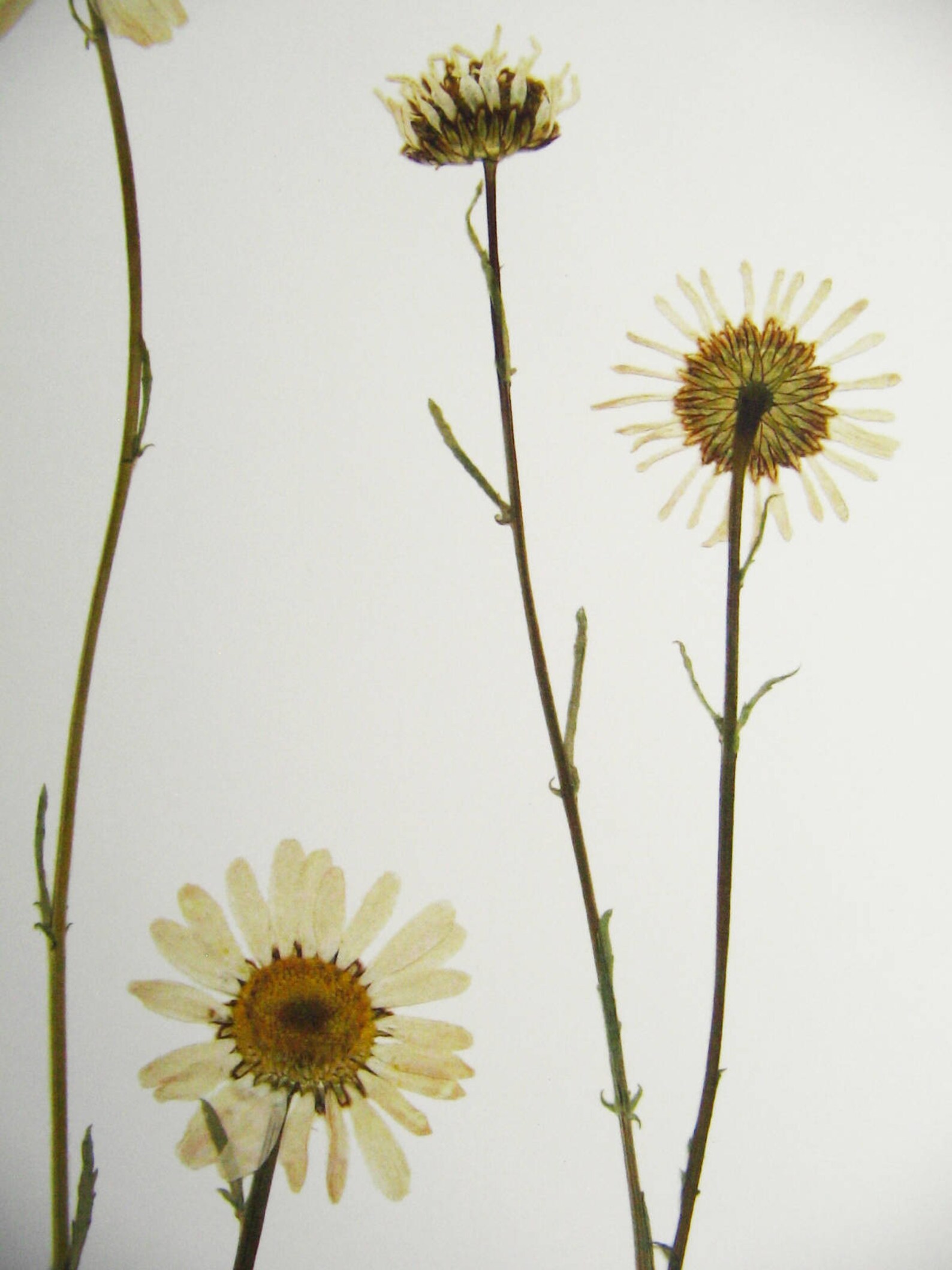 Daisy Print Set Farmhouse Wall Art Pressed Flower Print White - Etsy