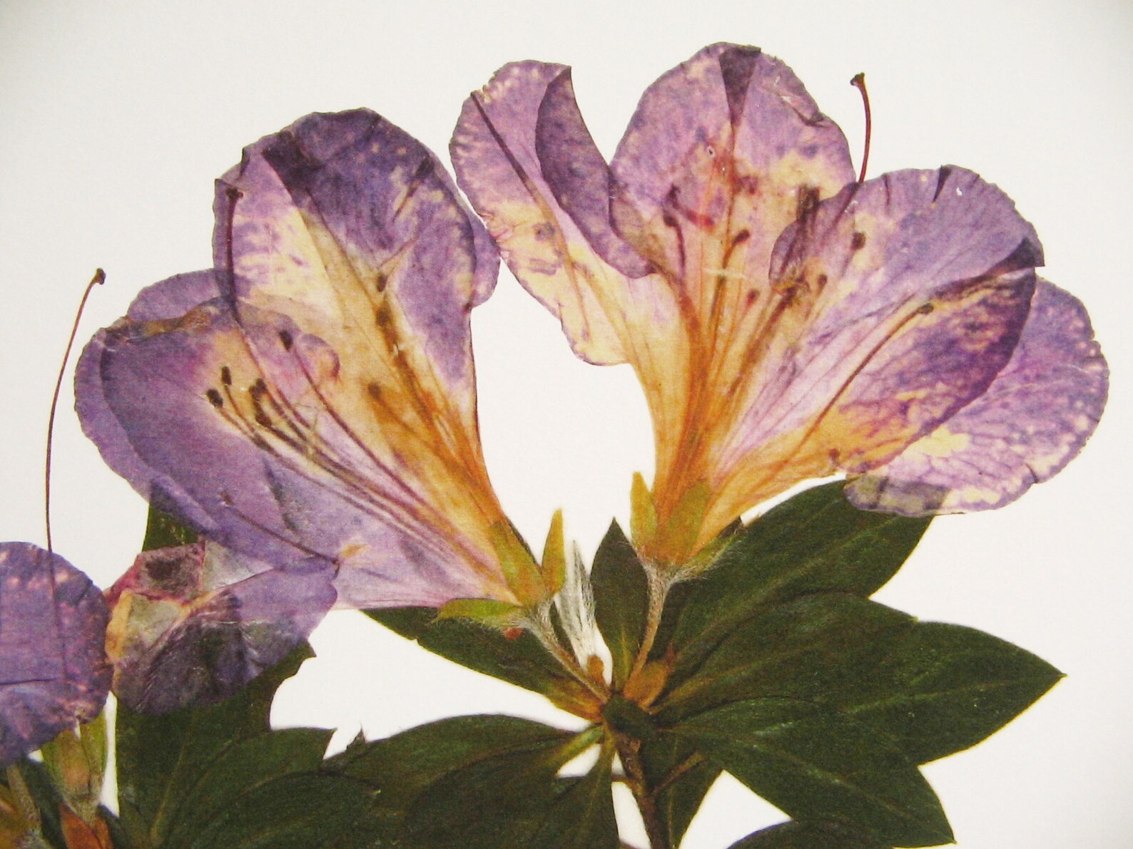Azalea Print Purple Flower Art Pressed Plant Art Pressed - Etsy