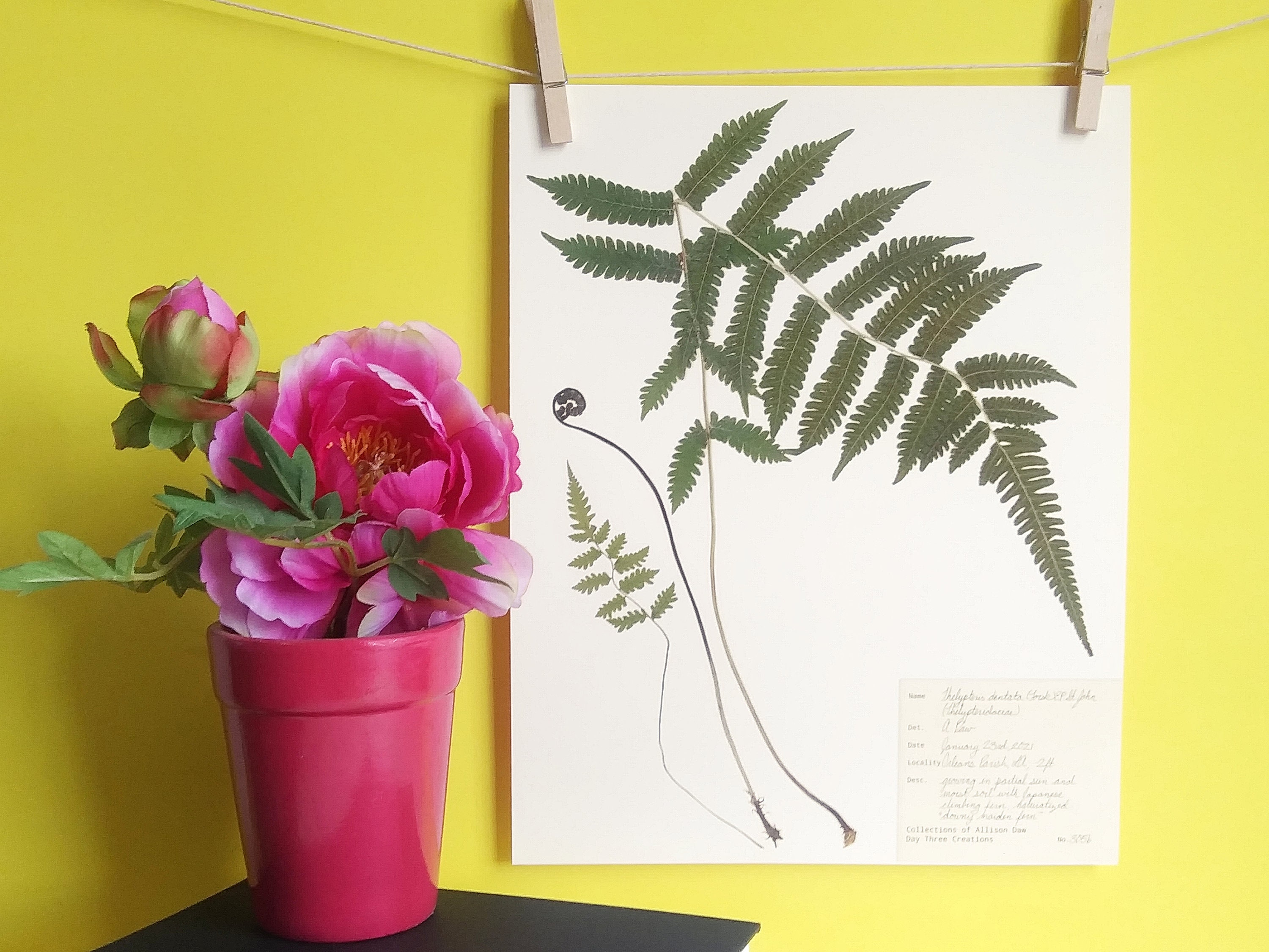 Maiden Fern Print; Pressed Fern Herbarium Print Botanical Décor Nature ...