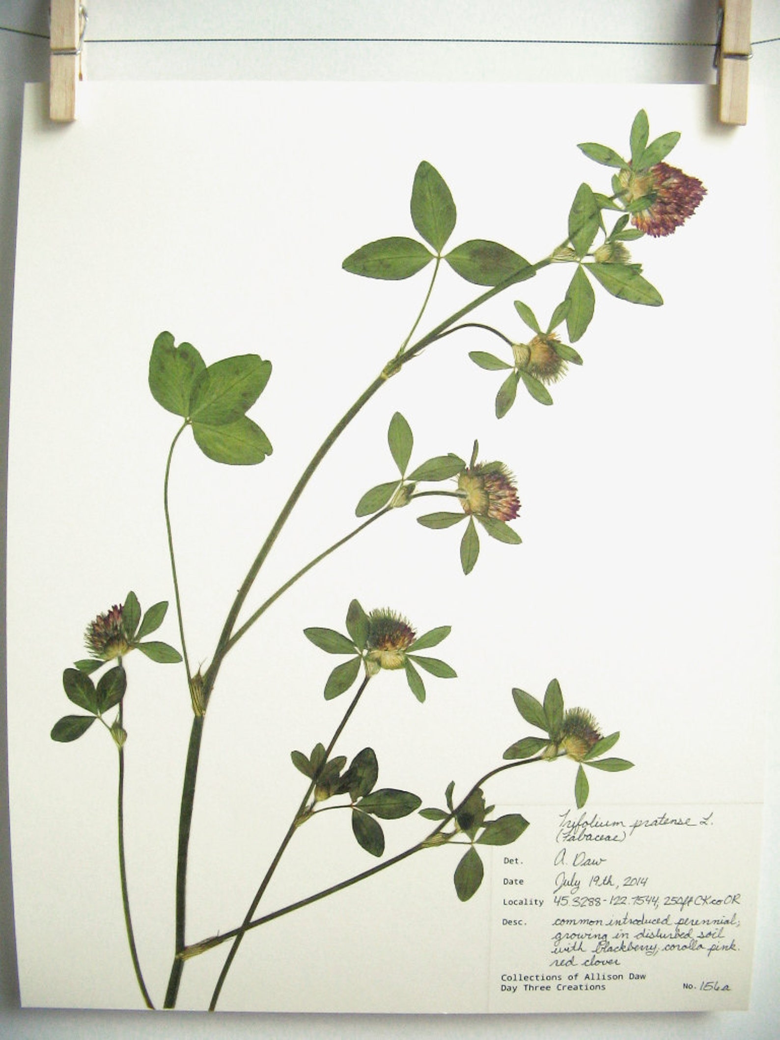 Print Set of Red Clover Pressed Botanicals Original Herbarium | Etsy