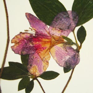 Azalea Print; Dried Flower Art Botanical Wall Art Pressed Flowers Art ...