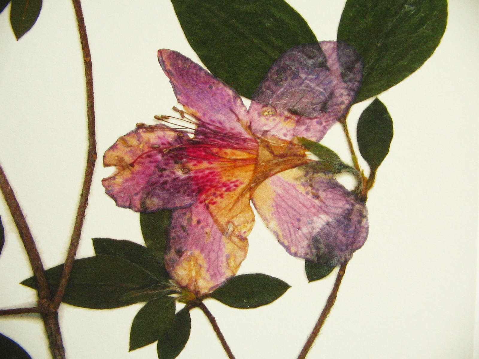 Azalea Print Dried Flower Art Botanical Wall Art Pressed | Etsy
